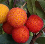 Buy Rabbit Proof Plants-Spring Reach Nursery