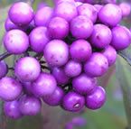 Spring Reach Garden Centre and Plant Nursery in Surrey, London, south , UK