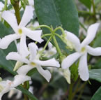 Spring Reach Garden Centre and Plant Nursery in Surrey, London, south , UK